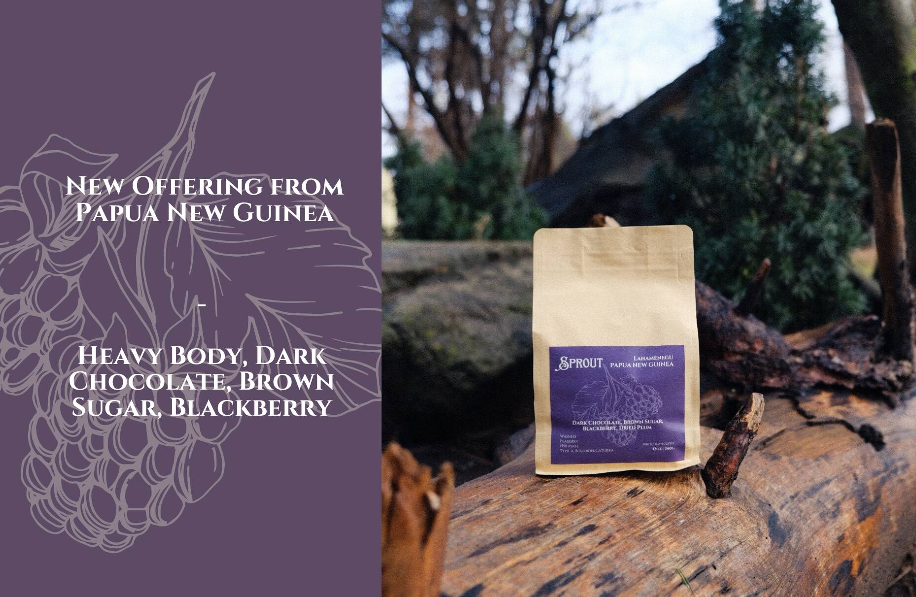 Hayden, Idaho | Sprout Coffee Roasters